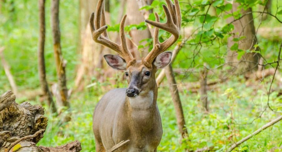 25 Pieces of Deer Hunting Advice You Wish You Knew Years Ago - Wide ...