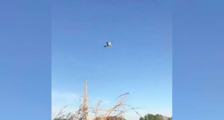 Video: Is This the Worst Wing Shooting Ever? - Wide Open Spaces