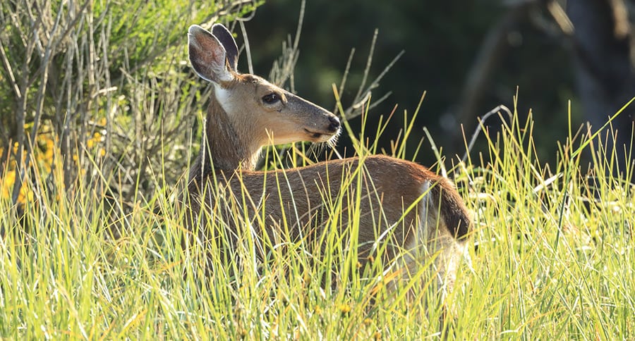 The Good and the Bad About Antlerless Deer Hunting - Wide Open Spaces