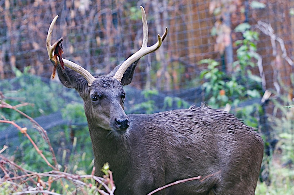 Melanistic Deer, The Rarest Deer Color Phase