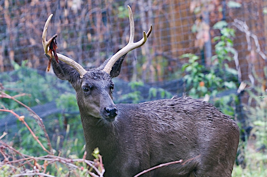 Melanistic Deer, The Rarest Deer Color Phase