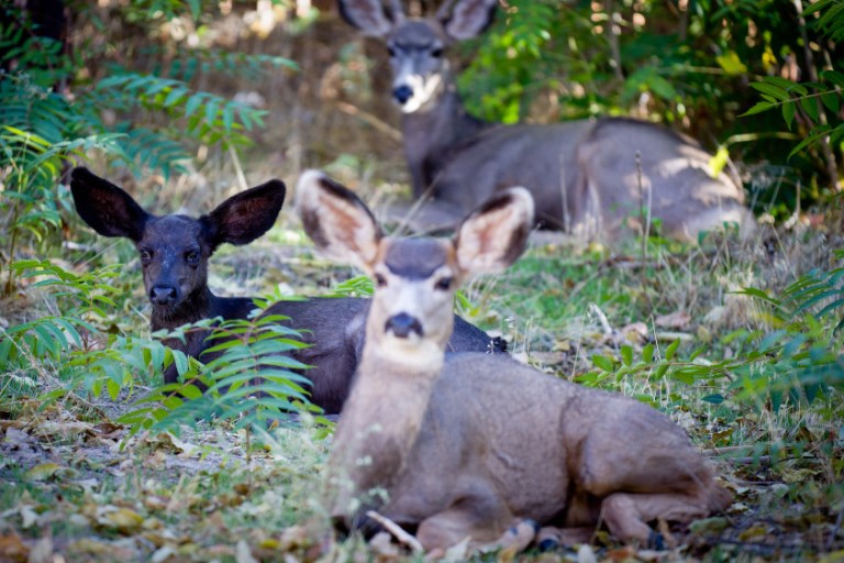 Melanistic Deer, The Rarest Deer Color Phase