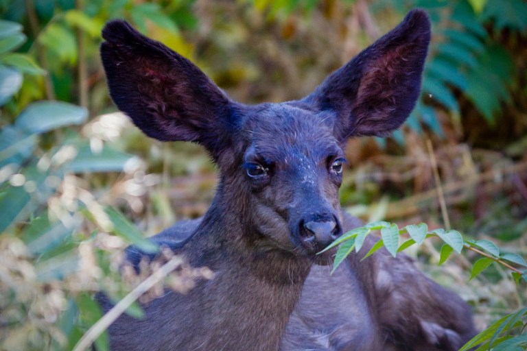 Melanistic Deer, The Rarest Deer Color Phase