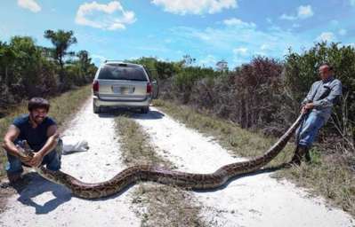 Hybrid Pythons Threaten to Destroy Florida Ecosystem - Wide Open Spaces