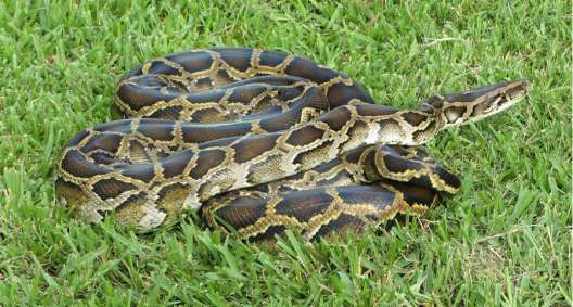 Hybrid Pythons Threaten to Destroy Florida Ecosystem - Wide Open Spaces