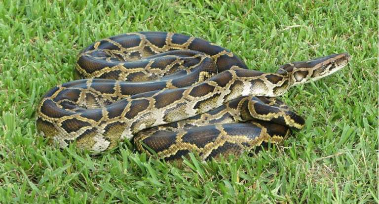 Hybrid Pythons Threaten to Destroy Florida Ecosystem - Wide Open Spaces
