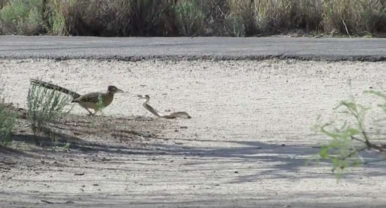 Remember How This Roadrunner Made Short Work of a Rattlesnake? - Wide ...