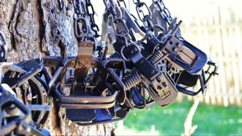 How to Traditionally Dye and Wax Traps for a More Successful Trapping ...