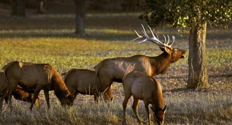 Massive Elk Could be New Record in Nebraska - Wide Open Spaces