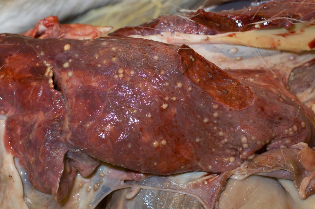 Michigan Continues to See Positive Tests for Bovine Tuberculosis, Asks ...