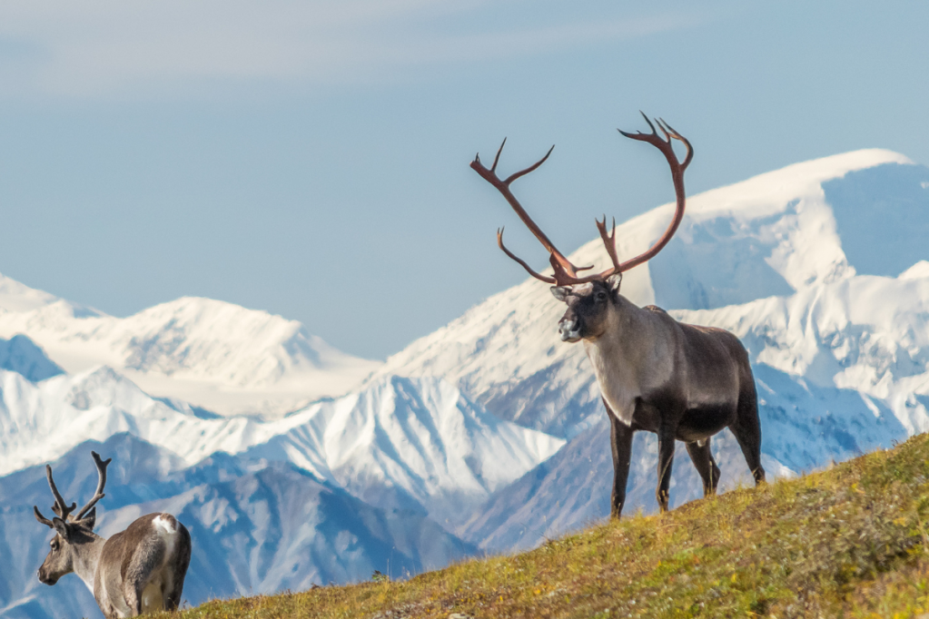 North American Game Animals: 12 Species for Your Bucket List