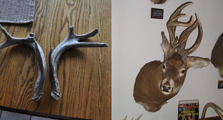The Louisiana Freak: The Most Bizarre Deer in the World - Wide Open Spaces