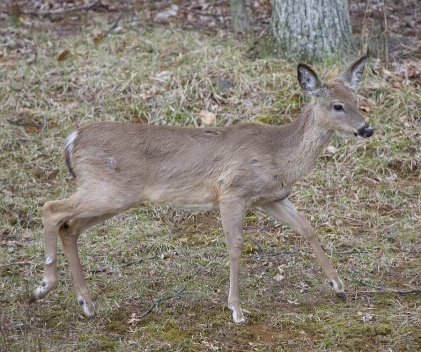 The 5 Worst States for Deer Hunting - Wide Open Spaces