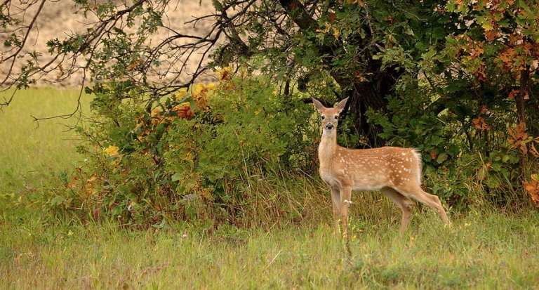 The 5 Worst States for Deer Hunting - Wide Open Spaces