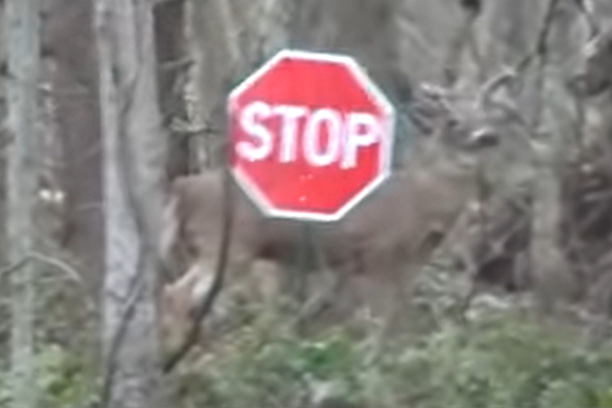 This Robo-Buck Might Be the Greatest Deer Hunting Prank Ever Pulled ...
