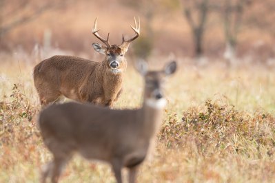 Reasons Why Deer Hunting Season is In the Fall - Wide Open Spaces