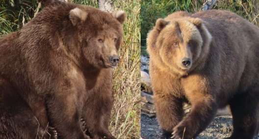 These Fat Bears Are So Ready to Hibernate, Their Weight Gains Are ...