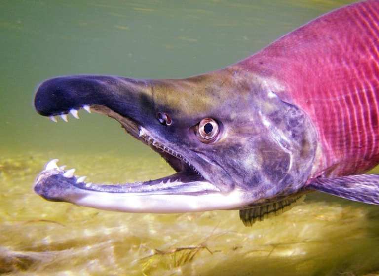 Kokanee Salmon: Everything You Need to Know About the Iconic Species ...