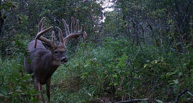7 Trail Camera Videos All Hunters Will Drool Over - Wide Open Spaces