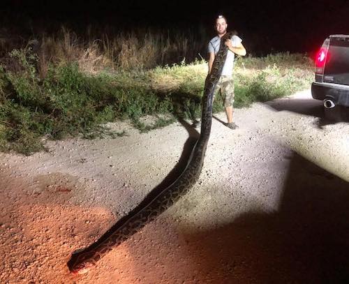 A Record Breaking Python Has Just Been Caught in Florida - Wide Open Spaces