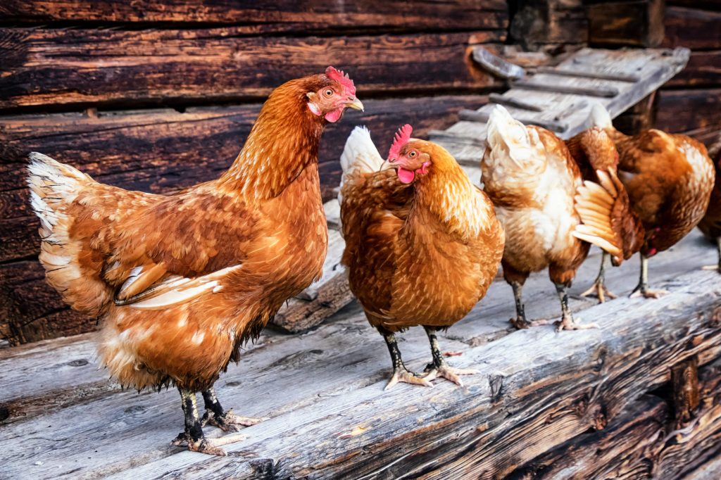 The Top 5 Cold-Hardy Chicken Breeds for Wintery Climates