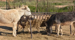 Burros: 5 Facts Even Cuter Than Their Floppy, Long Ears