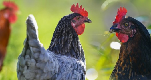 Mixed Flocks: The Benefits of Different Chicken Breeds in One Coop