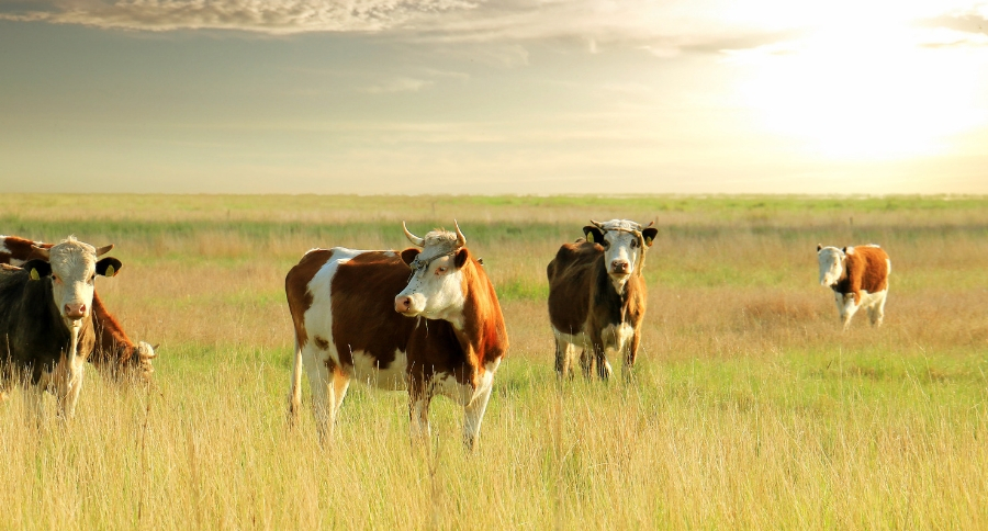 Cows and Heifers: Do You Know the Difference Between the Two?