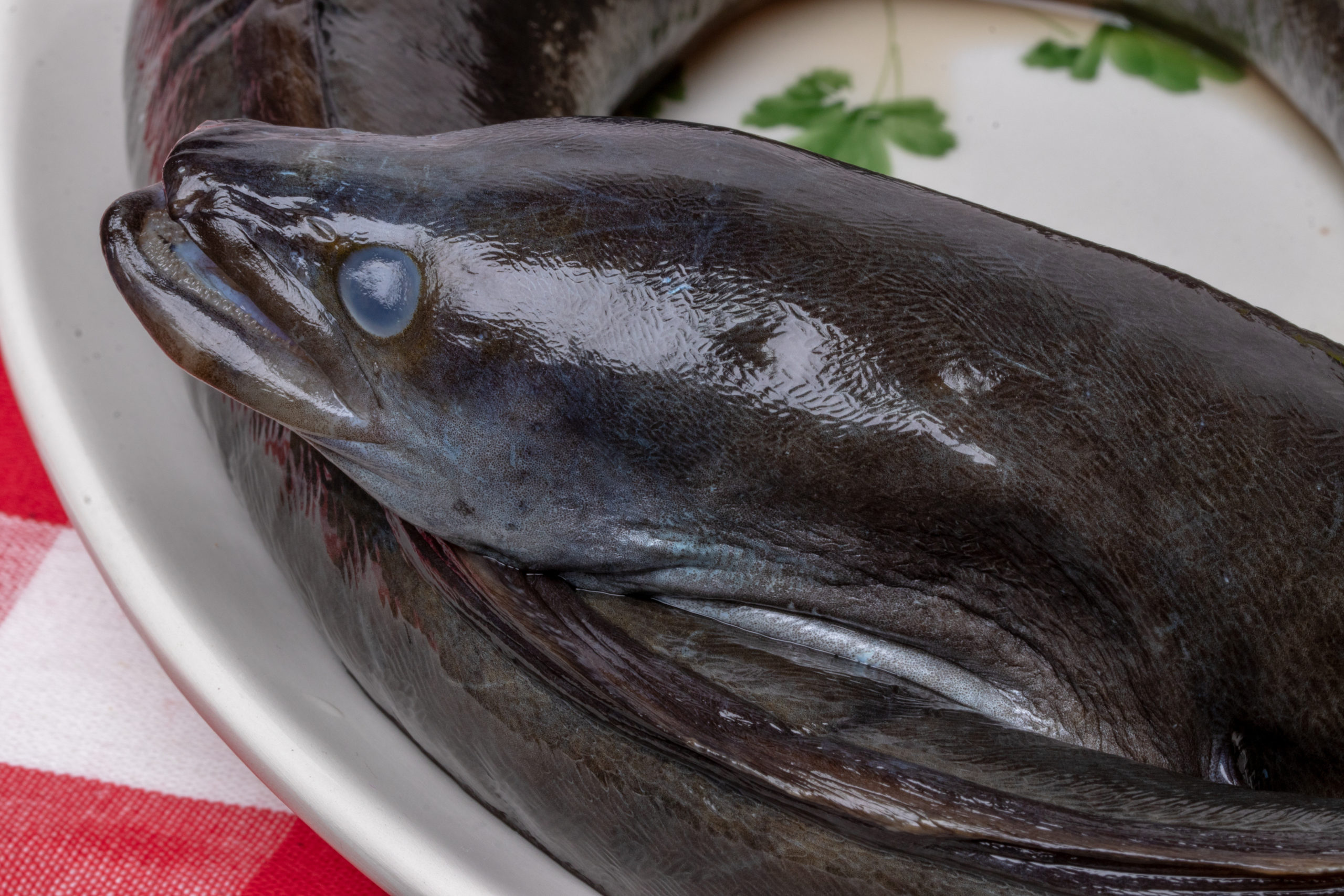 7 Animals (Besides Turkey) Eaten at the First Thanksgiving - Wide Open ...