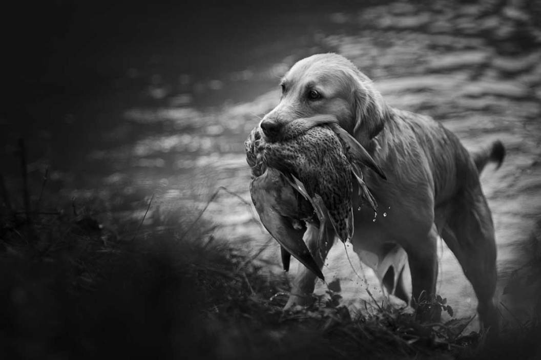 Picking the Right Gear, Strategy for Rabbit Hunting - Wide Open Spaces