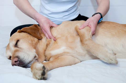 Acupressure for Dogs: Everything You Need to Know