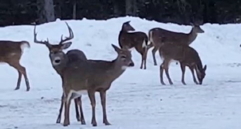 Video: Amorous Whitetail Buck Sheds His Antlers While Getting Cozy ...