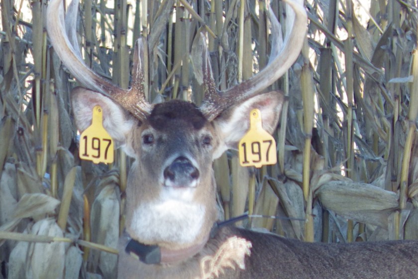 Mississippi State Study Sheds Light on The Mysteries Behind Buck ...