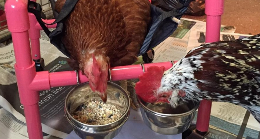 Chicken Therapy Chairs: Helping Birds Get Back on Their Feet, Faster