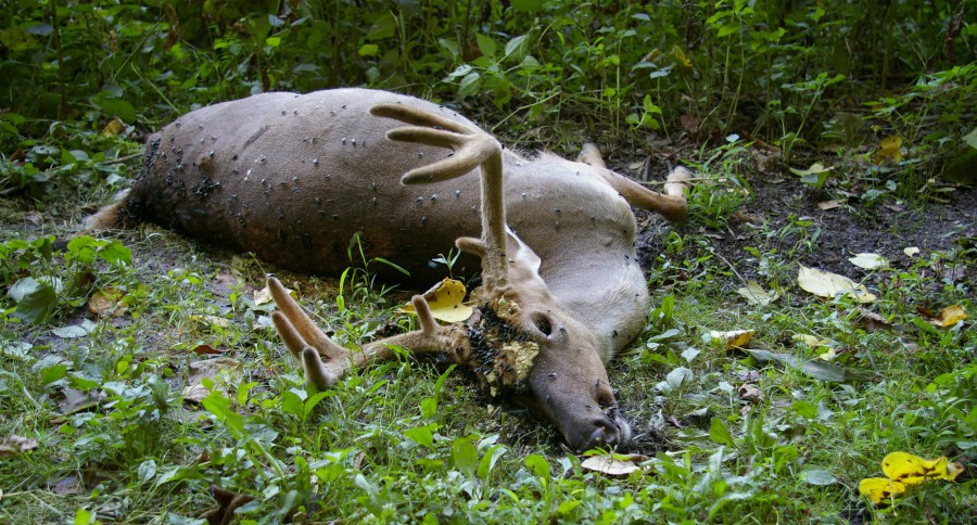 Video: Have You Ever Seen a Deer Death Like This? - Wide Open Spaces