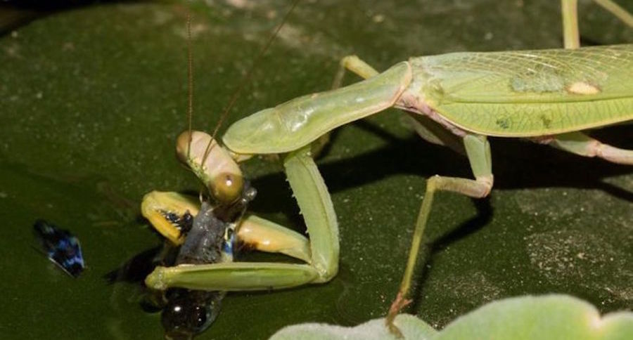 The Parasites Inside This Praying Mantis Will Give You Nightmares