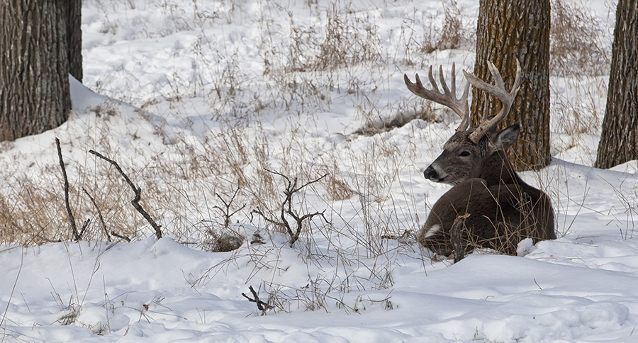 4 Reasons to Hunt Mornings in December and January - Wide Open Spaces