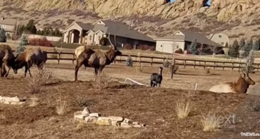 Domestic Goat is Seen Hanging With Colorado Elk Herd - Wide Open Spaces