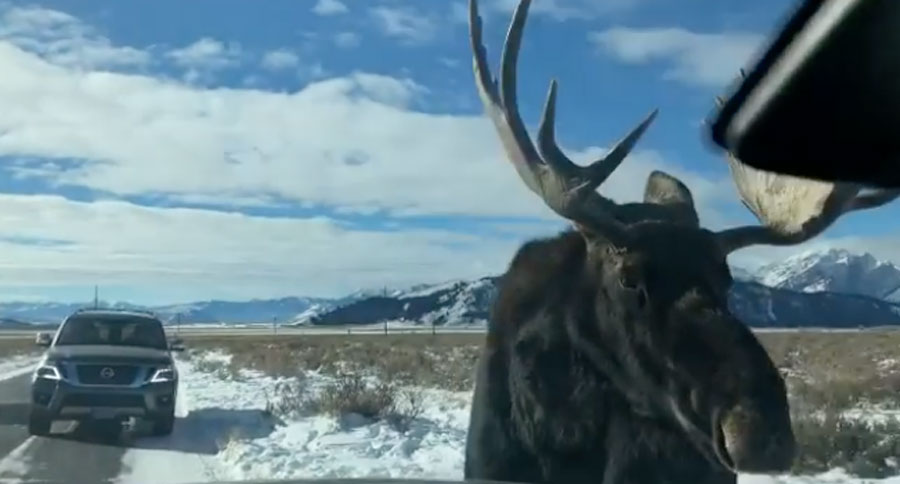 Trophy-Class Bull Moose Hits the Snooze Button - Wide Open Spaces
