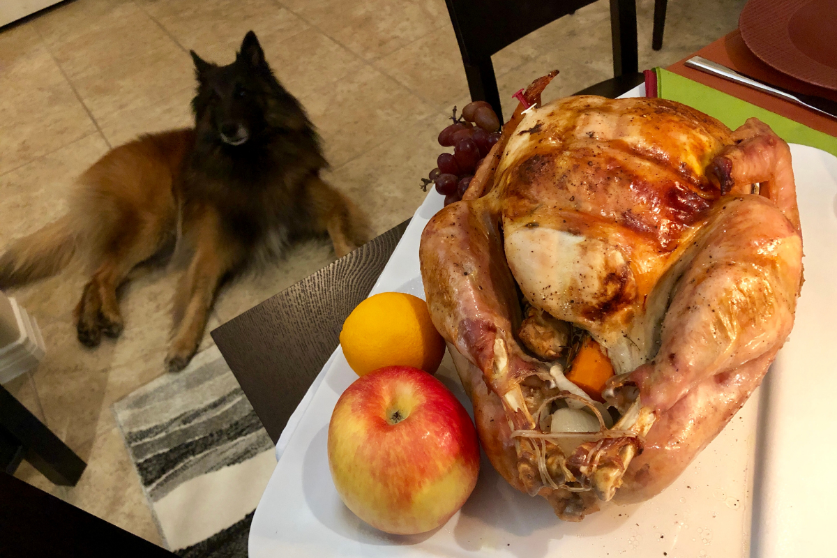 Holiday Pet Safety: 6 Tips for a Pet-Friendly Celebration