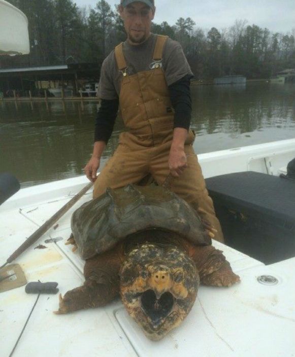 Alabama Man Catches Gigantic Alligator Snapping Turtle - Wide Open Spaces