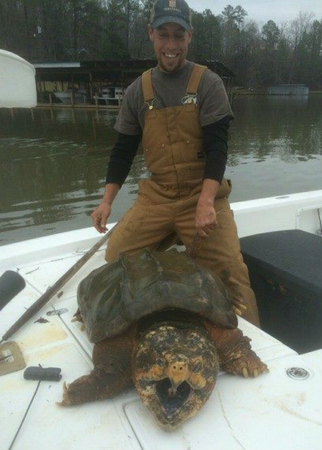 Alabama Man Catches Gigantic Alligator Snapping Turtle - Wide Open Spaces