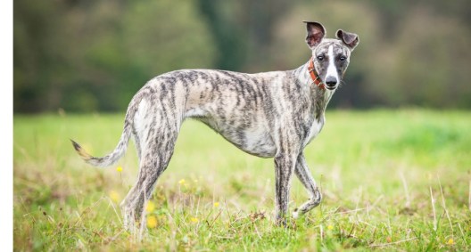 Whippets: Everything You Want to Know About This Crazy-Fast Dog Breed