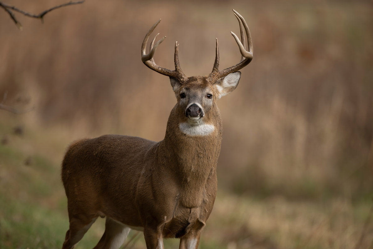 How to Tell the Age of a Deer By Analyzing Its Teeth