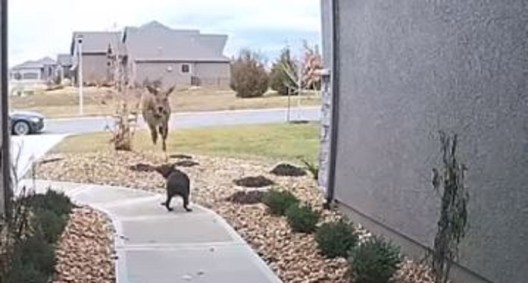 Pair of Lynx Have Intense Screaming Match in Viral Video - Wide Open Spaces