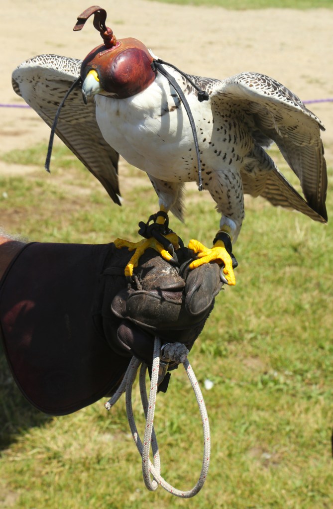4 Peculiar Hunting Methods Didn't Know Existed - Wide Open Spaces