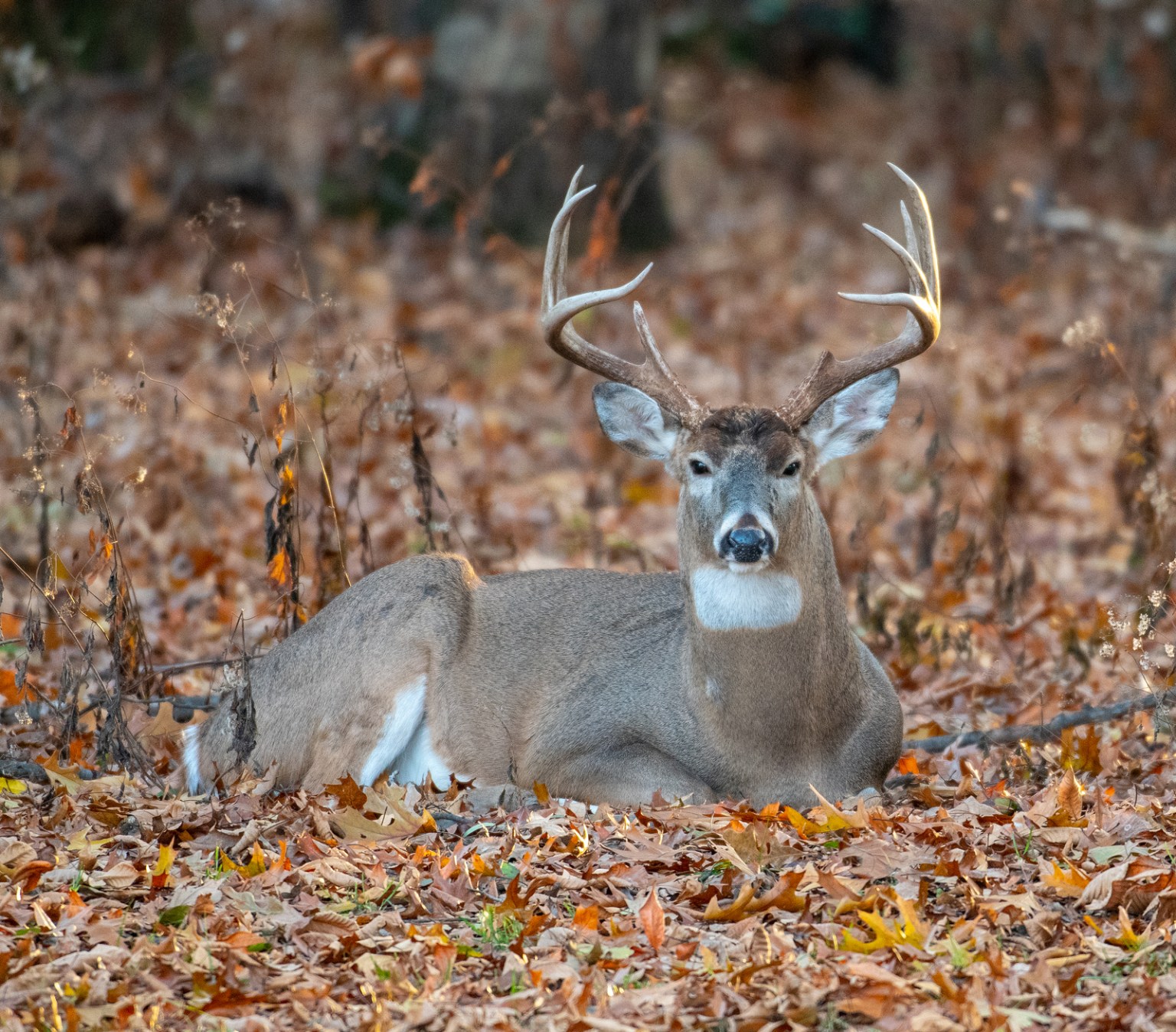 5 Off-Season Hunting Projects to Start Working On Now - Wide Open Spaces