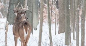 Minnesota CWD Special Hunt Details Released - Wide Open Spaces