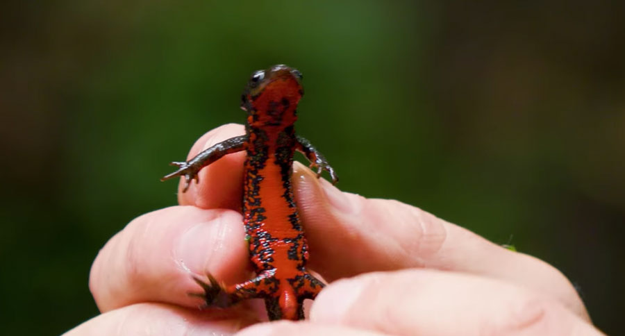 Coyote Peterson Grabs a Handful of Poisonous Newts - Wide Open Spaces