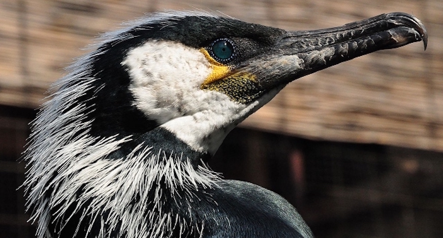 10 Weird Fishing Traditions From Around the World - Wide Open Spaces